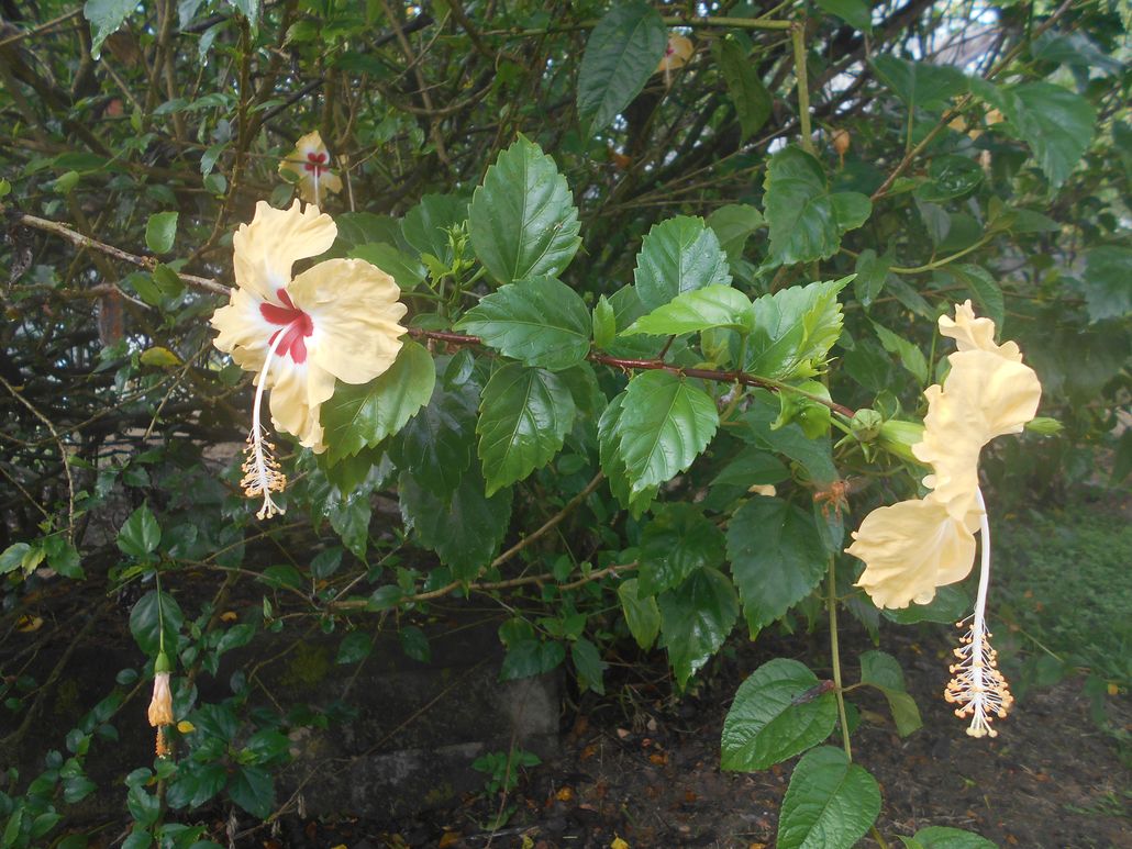 guyane flore faune 2019 - NOS VOYAGES DANS LE MONDENOS VOYAGES DANS LE ...