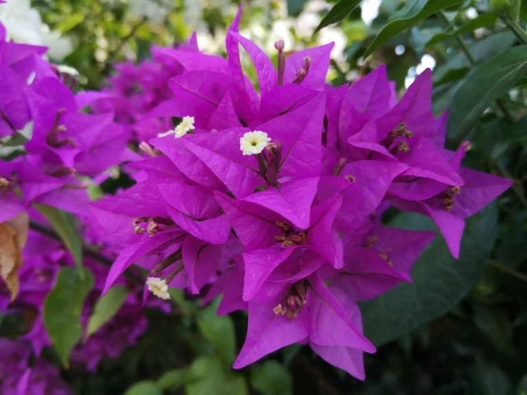 guyane flore faune 2019 - NOS VOYAGES DANS LE MONDENOS VOYAGES DANS LE ...