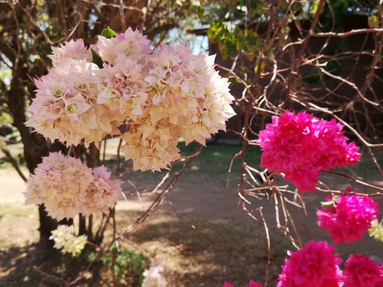 guyane flore faune 2019 - NOS VOYAGES DANS LE MONDENOS VOYAGES DANS LE ...