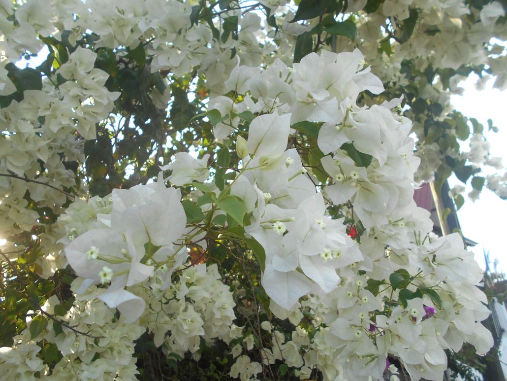 guyane flore faune 2019 - NOS VOYAGES DANS LE MONDENOS VOYAGES DANS LE ...