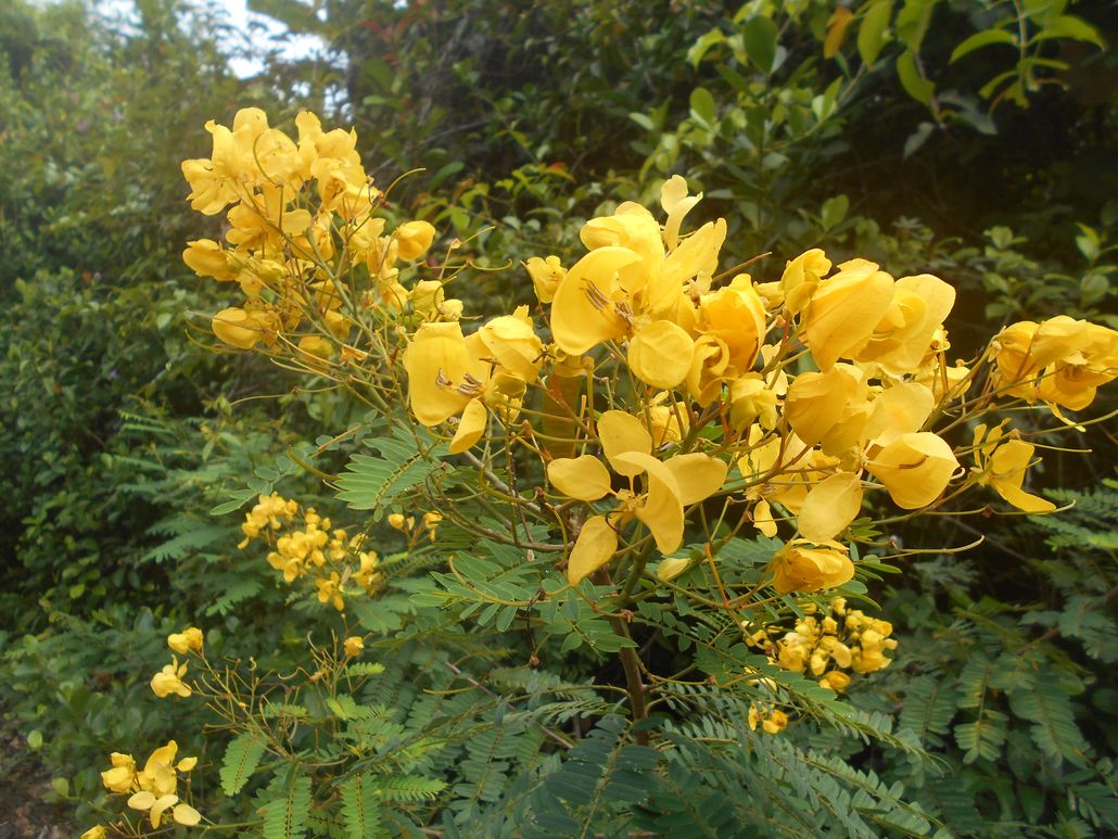 guyane flore faune 2019 - NOS VOYAGES DANS LE MONDENOS VOYAGES DANS LE ...