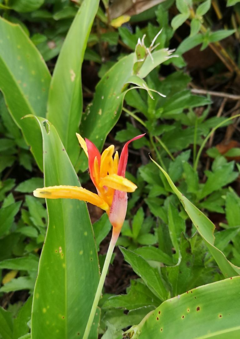 guyane flore faune 2019 - NOS VOYAGES DANS LE MONDENOS VOYAGES DANS LE ...