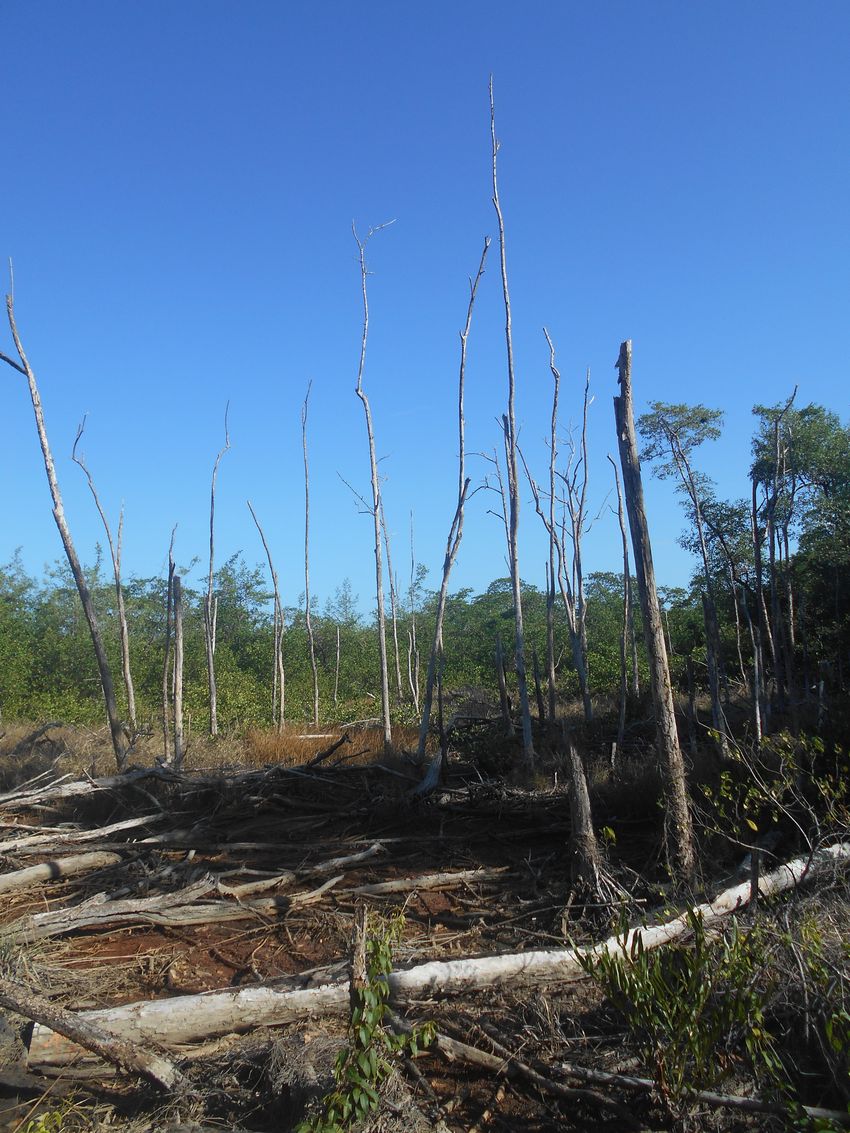 guyane flore faune 2019 - NOS VOYAGES DANS LE MONDENOS VOYAGES DANS LE ...