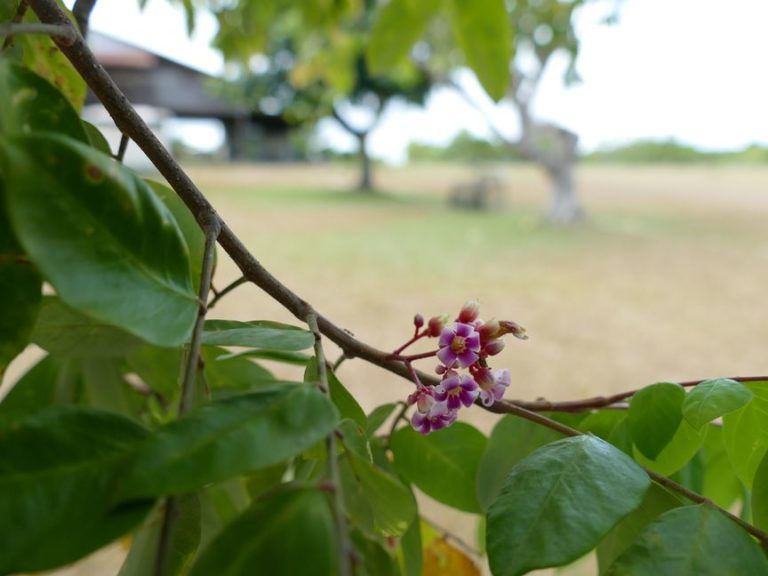 guyane flore faune 2019 - NOS VOYAGES DANS LE MONDENOS VOYAGES DANS LE ...