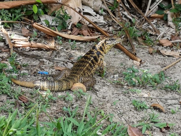 guyane flore faune 2019 - NOS VOYAGES DANS LE MONDENOS VOYAGES DANS LE ...