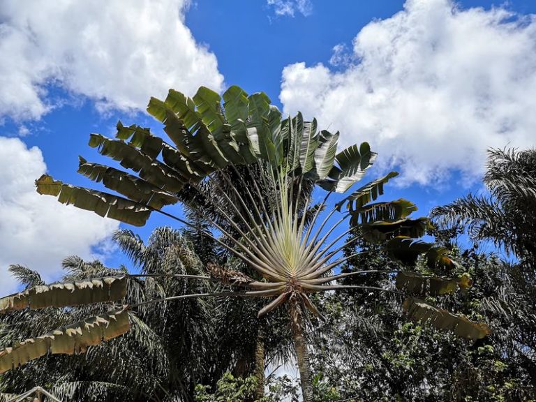 guyane flore faune 2019 - NOS VOYAGES DANS LE MONDENOS VOYAGES DANS LE ...